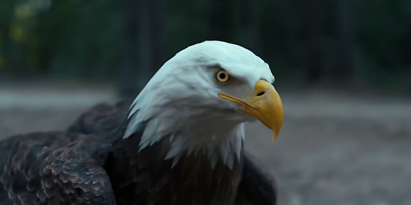 Peacemaker, saison 2 épisode 5 : récap, explications et références à ...